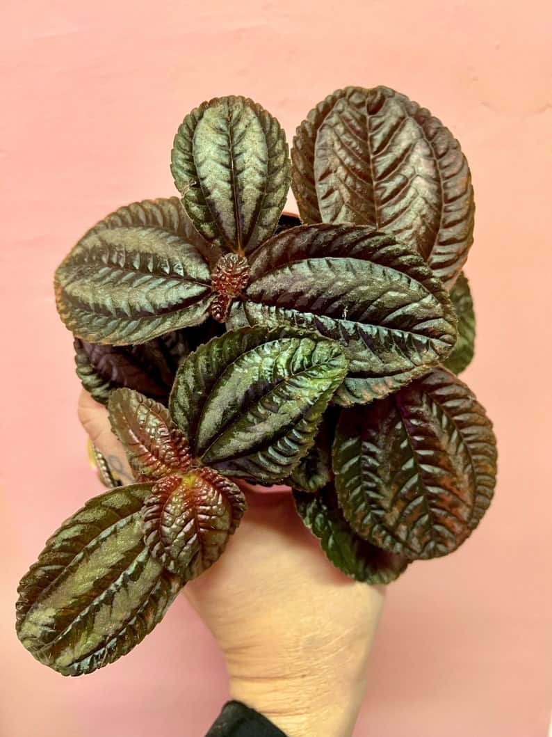 Plantoj - Tout savoir sur les terrariums